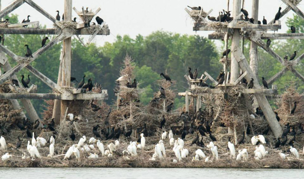 163. Stunning Photos Captured During Annual Baker's Lake Island Rookery ...