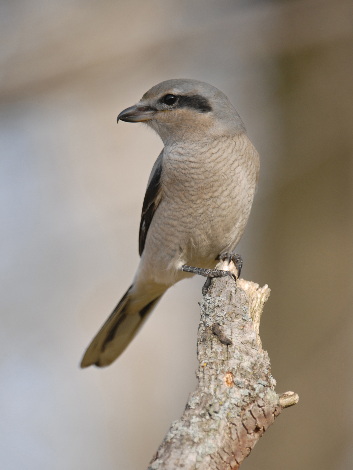 Wendy Paulson's Birds of Barrington | Northern Shrike - 365Barrington