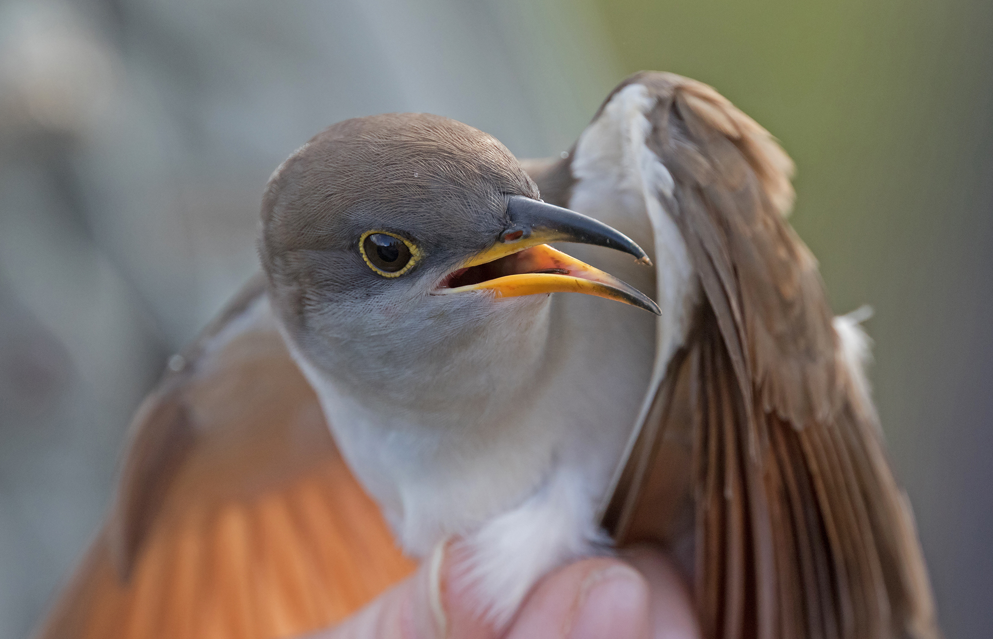Wendy Paulson's Birds of Barrington | Yellow-billed Cuckoo - 365Barrington