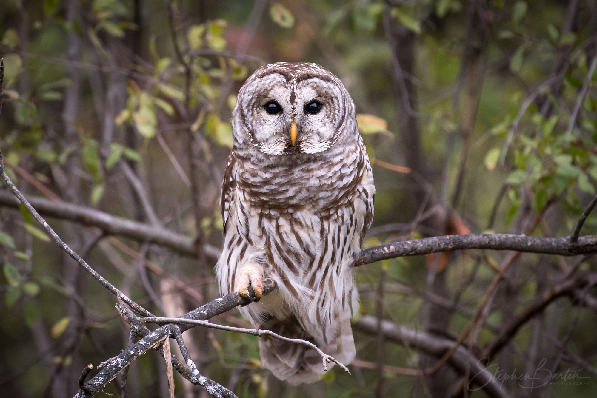 Wendy Paulson's Birds of Barrington | Barred Owl - 365Barrington